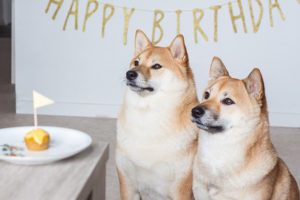 How we celebrate our Shiba Inus' birthdays - A Daily Lee
